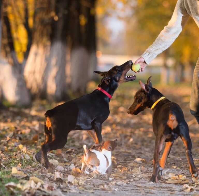 Various Pet Care Training On Zoom - Pet Behavior Solutions